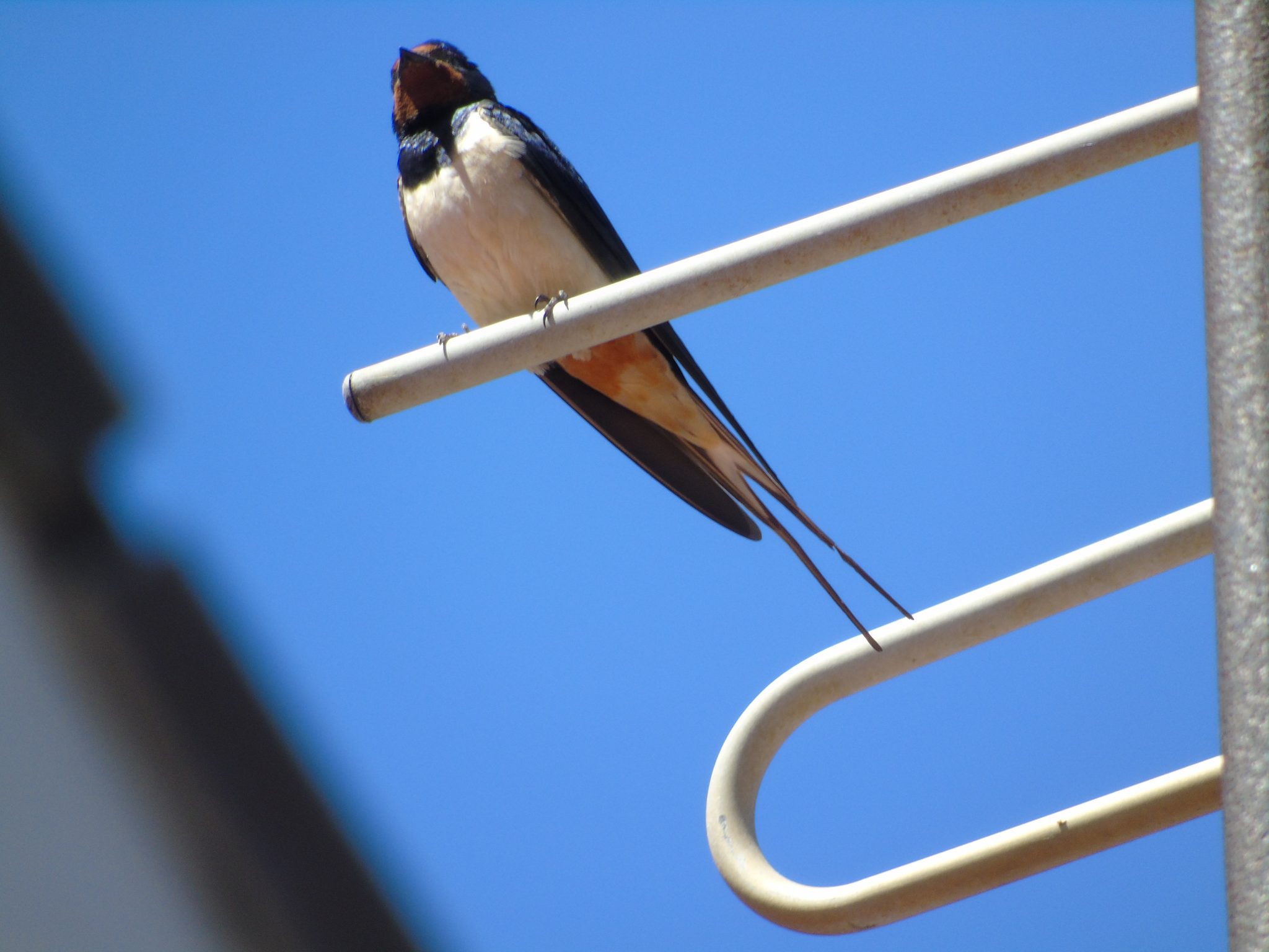 Golondrina común (Hirundo rustica) - Ayuntamiento - Soto del Real