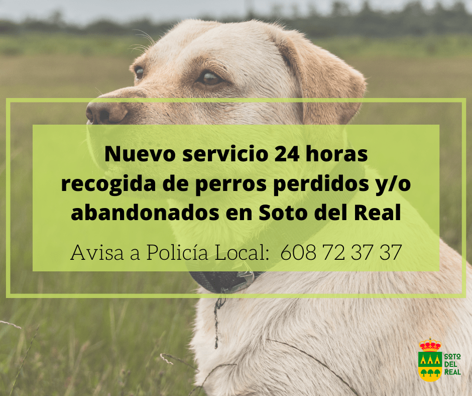 servicio 24 horas perros perdidos y_o abandonados - Ayuntamiento - Soto ...